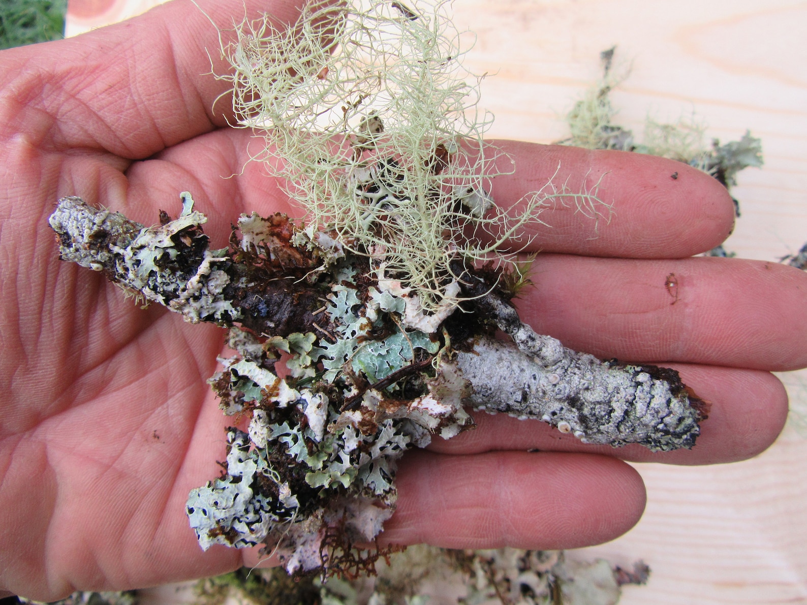 Mini Lichen Branches 1-gallon Bag - Etsy