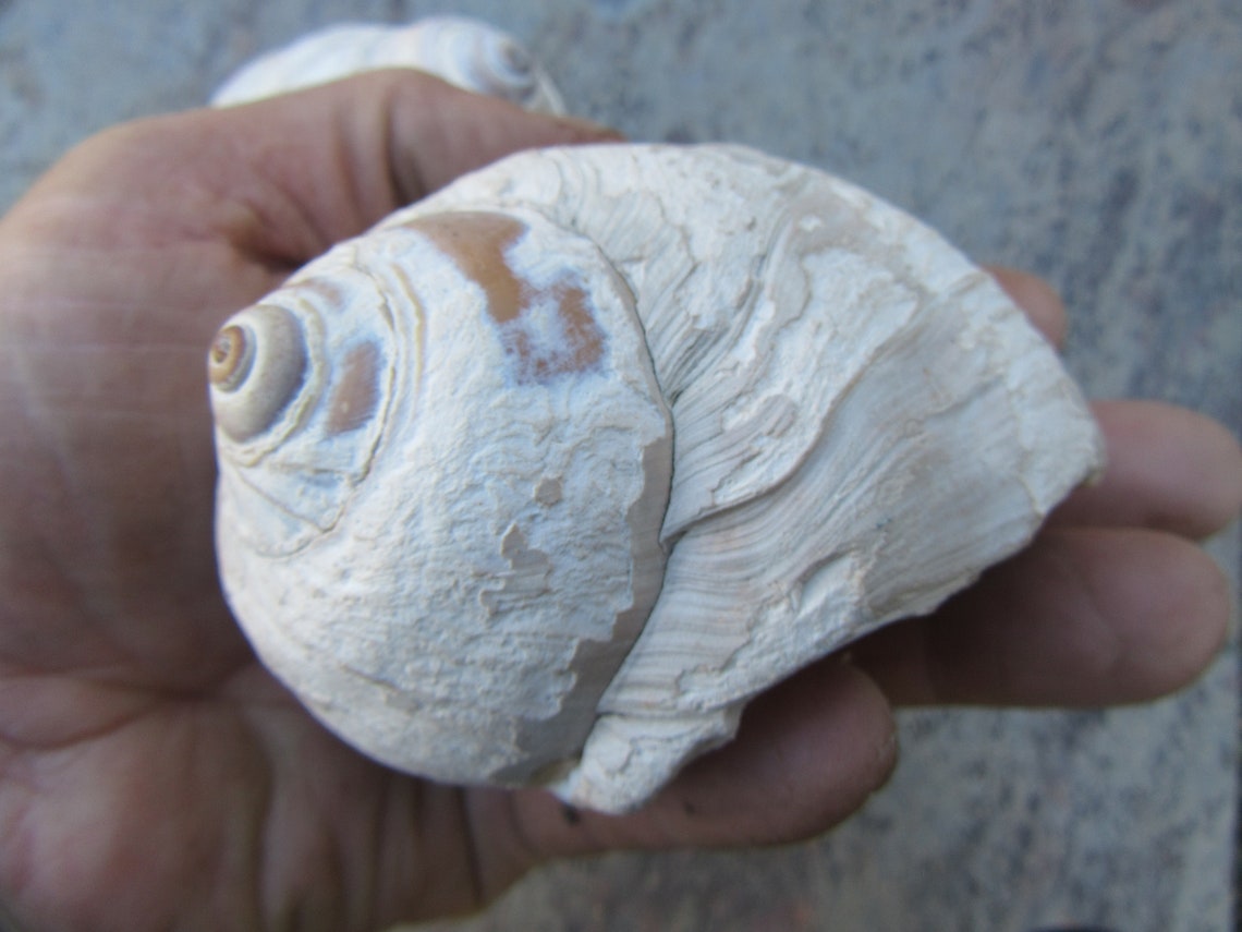 1 Snail Shell Large Pacific Moon Snail Shells Planter - Etsy