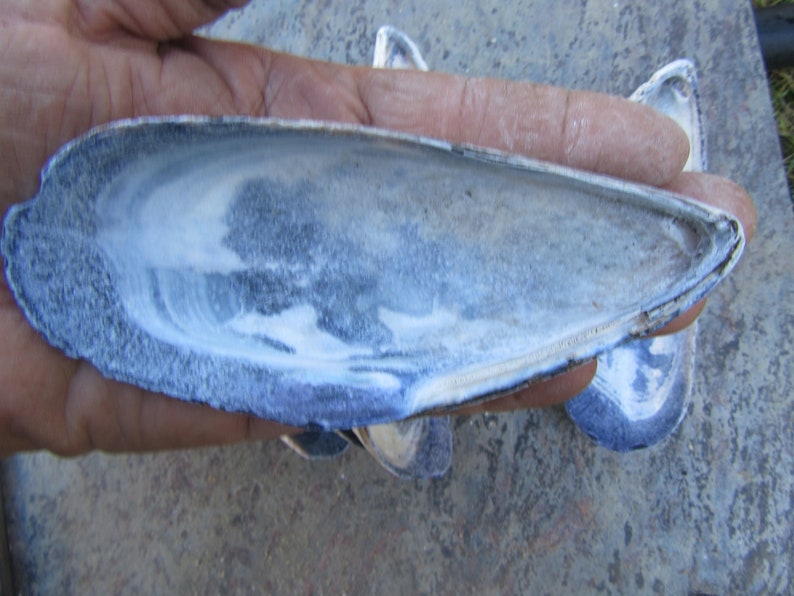 10 Single Mussel Shells 4 to 6 inches long seashell sea | Etsy