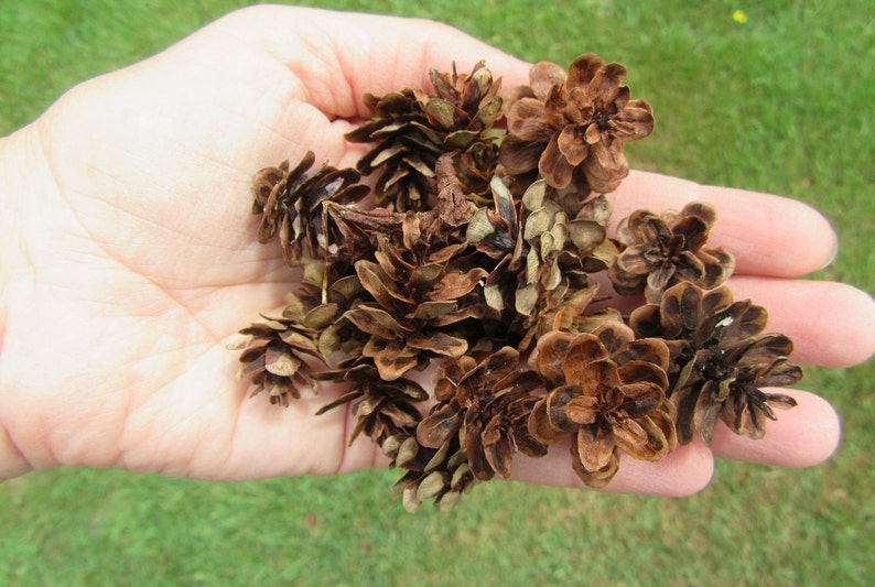 Hemlock Cones 100 Pieces Mini pinecones | Etsy