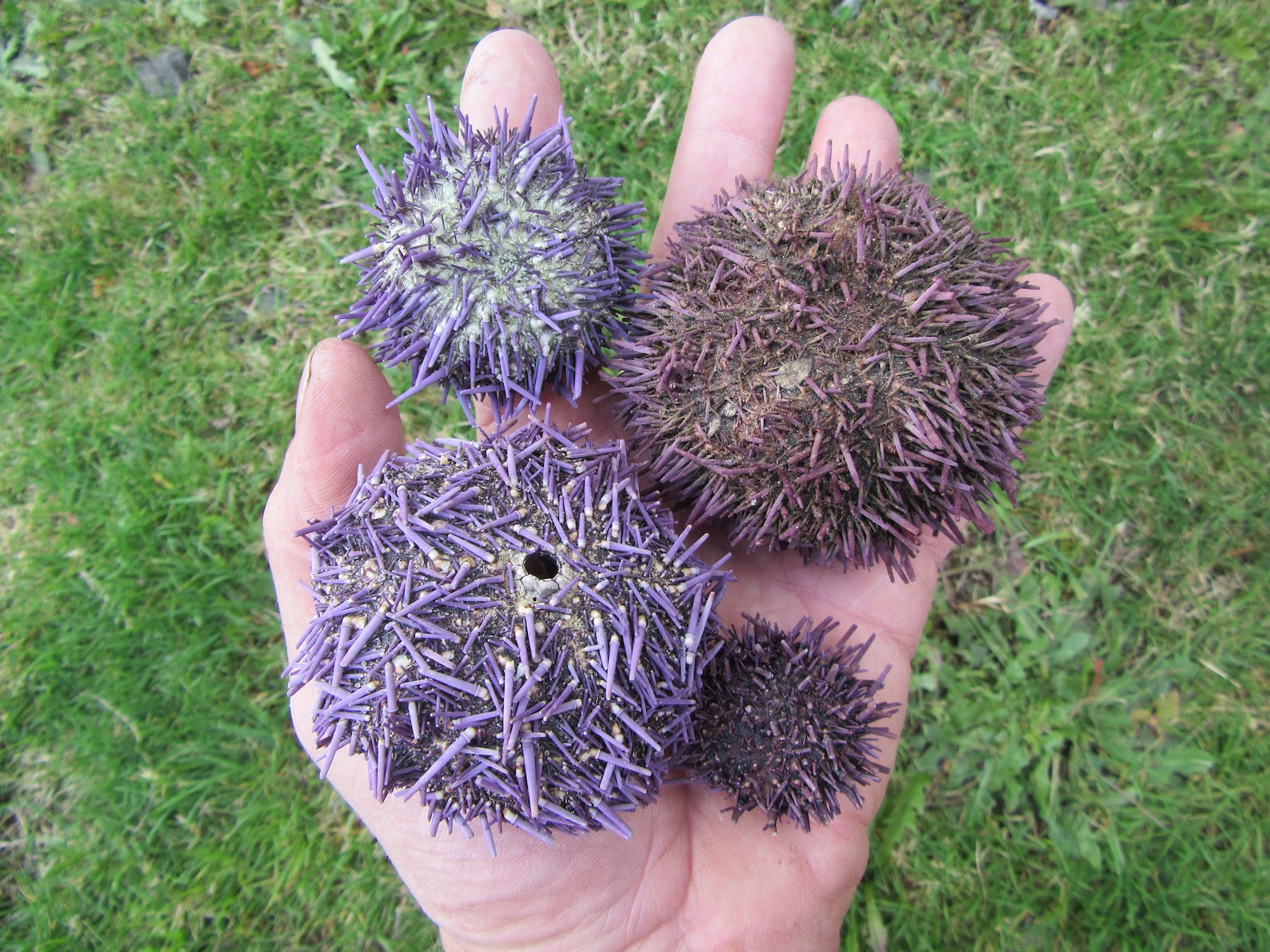 4 Spiny Purple Urchin Shells All Natural Planter Without - Etsy