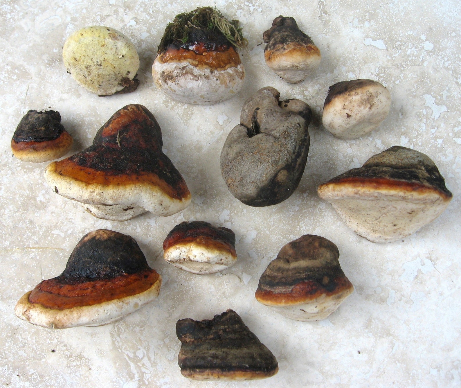 Tree Conks 5 in a Case - Etsy
