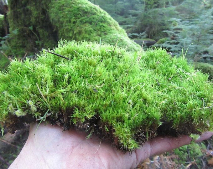 Mood Moss 1 Quart Bag Live Moss Great for Terrariums & - Etsy