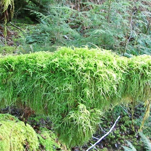 Moss Branches 5 Pieces Live Moss Sticks Live Moss Twigs Moss Covered ...