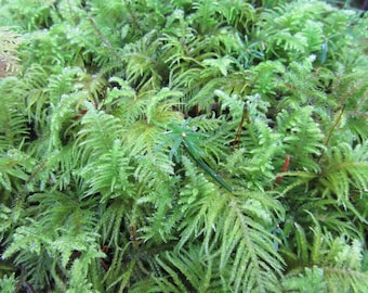Moss Tree 1 Gallon Bag, Live Moss, Beautiful Green Fresh Tree, Sheet ...