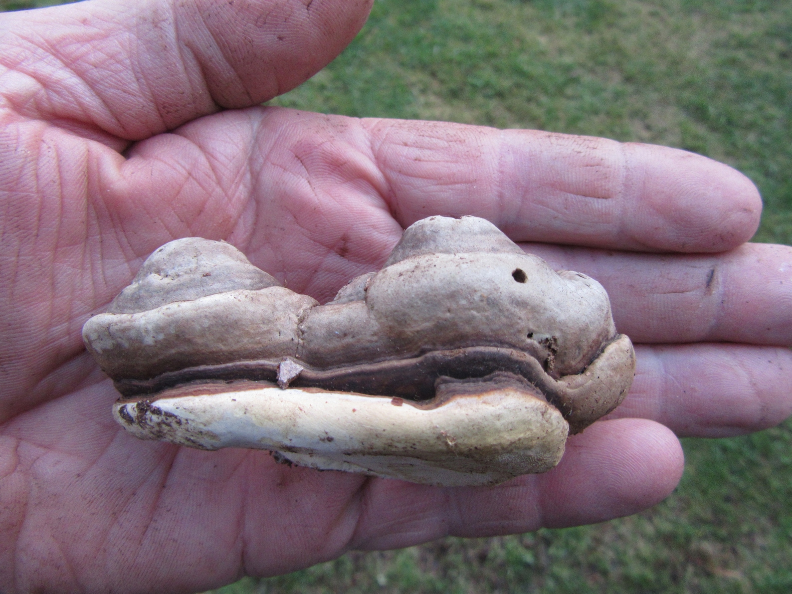 Tree Conks 10 in a Case - Etsy