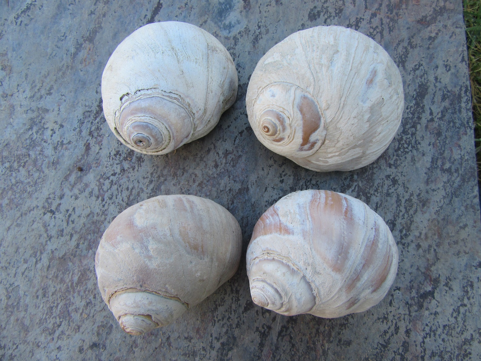 1 Snail Shell Large Pacific Moon Snail Shells Planter - Etsy