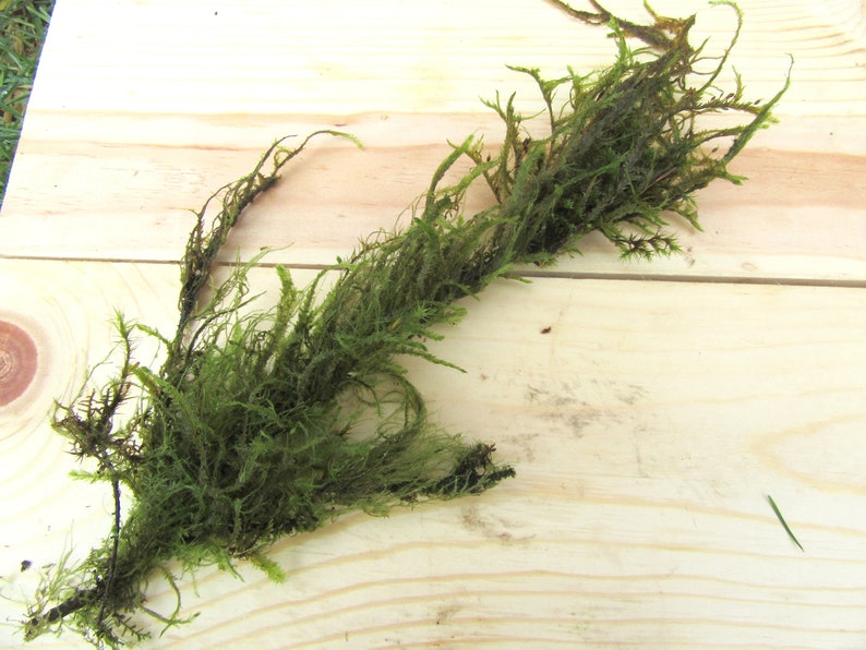 Moss Branches 20 Pieces 1-gallon Bag Moss Sticks Live Moss - Etsy