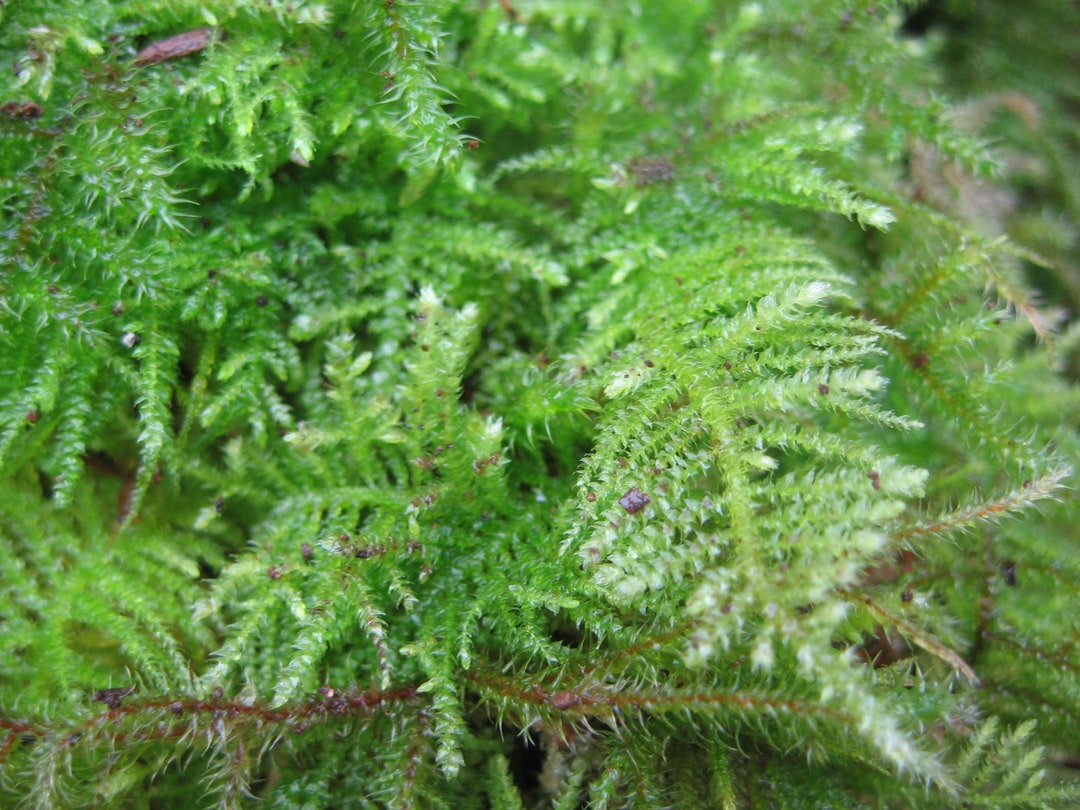 Moss Feather 1-quart Bag Live Moss, Fresh Moss Beautiful Green Fresh ...