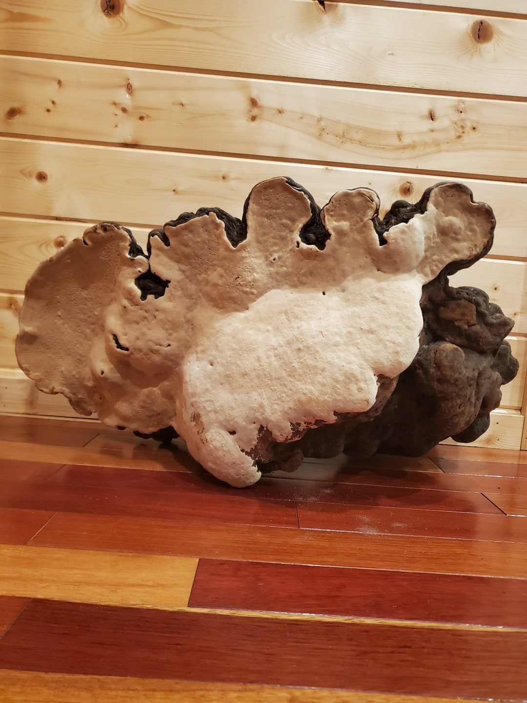 Extra Large Tree Conk! Rare and Beautiful 28- Inch One-of-a-kind Tree ...