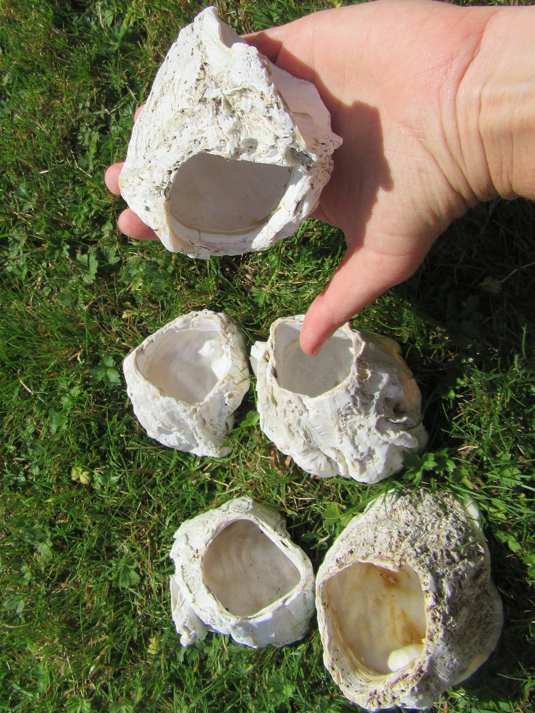 5 Extra Large Barnacle Lot for Air Plant Holder, Planters Without ...