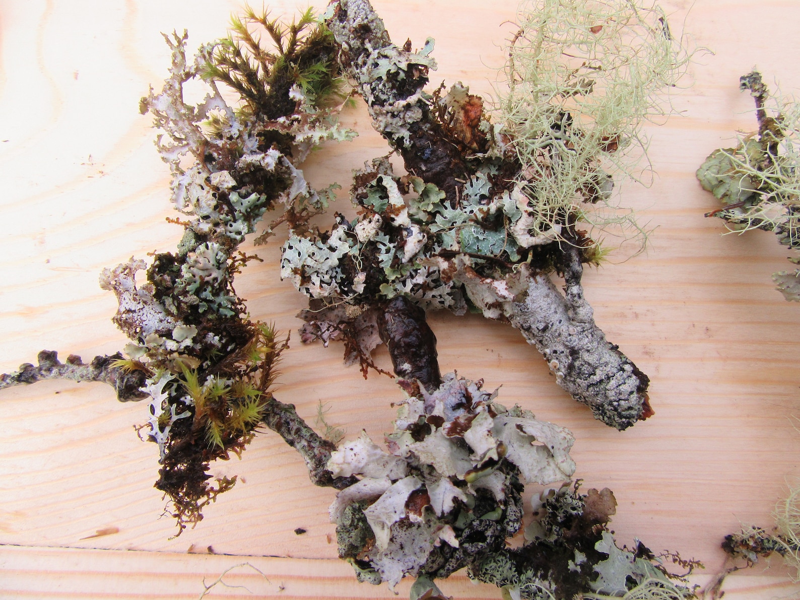 Mini Lichen Branches 1-gallon Bag - Etsy