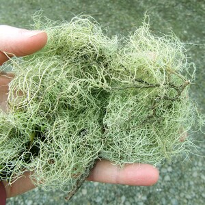 Old Man's Beard 1-gallon Bag of Old Man's Beard Lichen, Usnea, Shipped ...