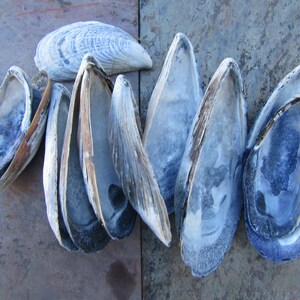 10 Single Mussel Shells 4 to 6 Inches Long, Seashell, Sea Urchin, Sea ...
