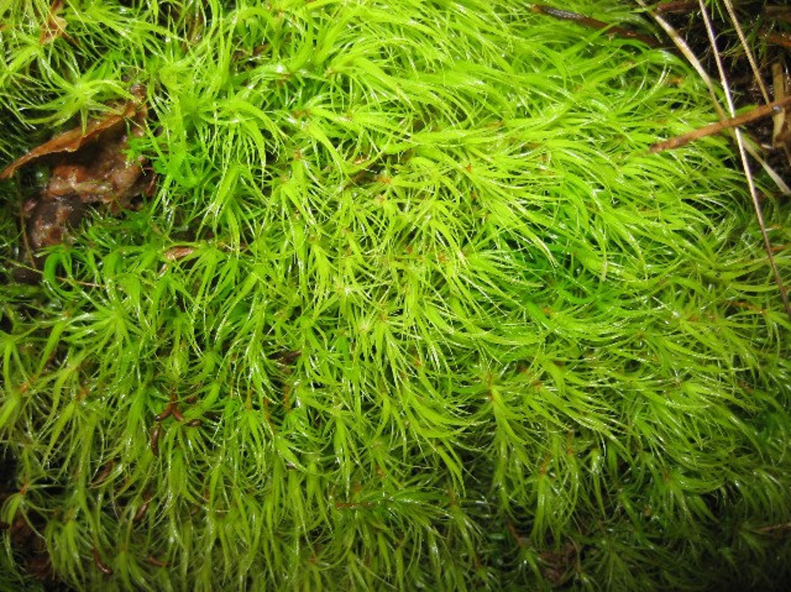 Mood Moss, 1 Quart Bag, Live Moss, Great for Terrariums & Weddings ...