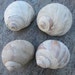 1 Snail Shell Large Pacific Moon Snail Shells Planter - Etsy