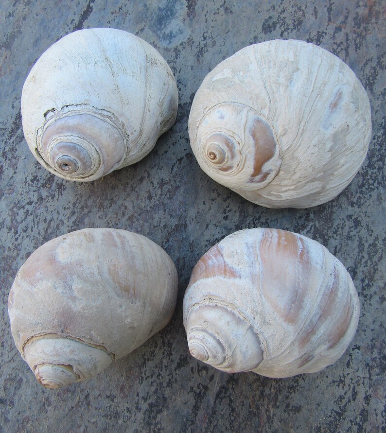 1 Snail Shell Large Pacific Moon Snail Shells Planter - Etsy