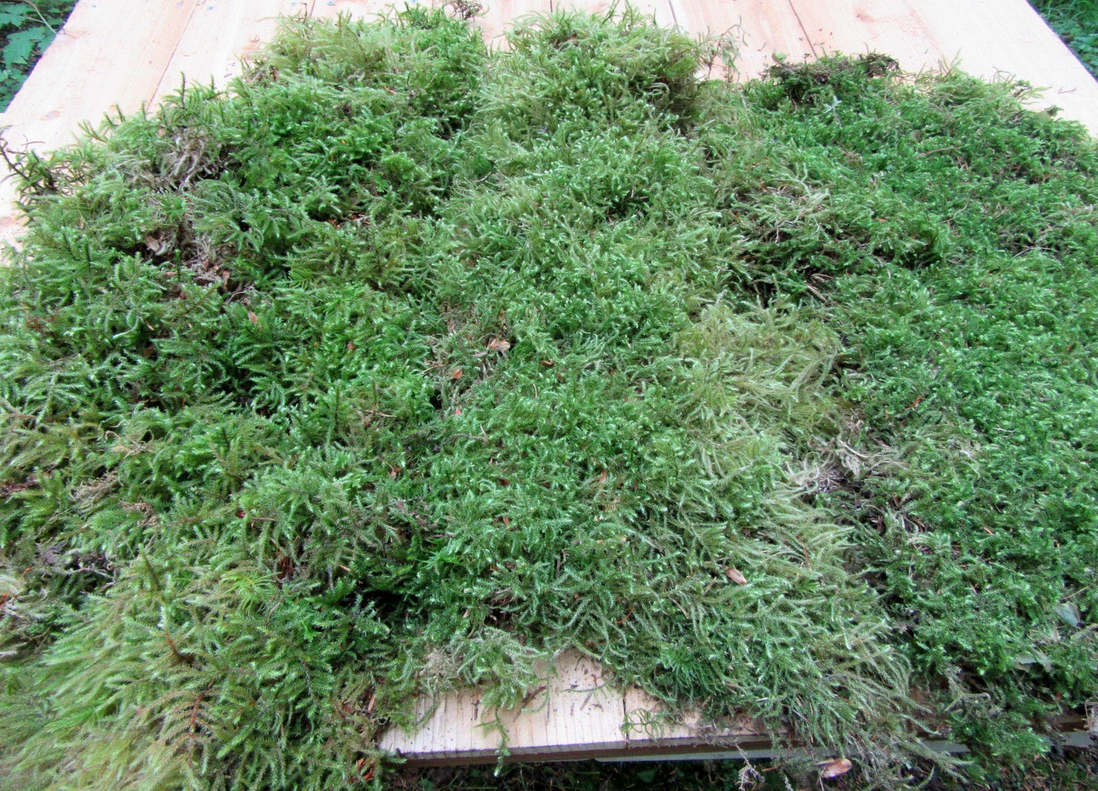 Moss Dry Sheet Moss or Dry Shag Moss Beautiful Green Moss. - Etsy