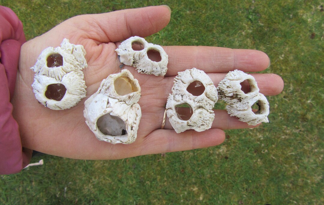 4 Small Double Barnacles 4 in a Lot, These Are All One-of-a-kind ...