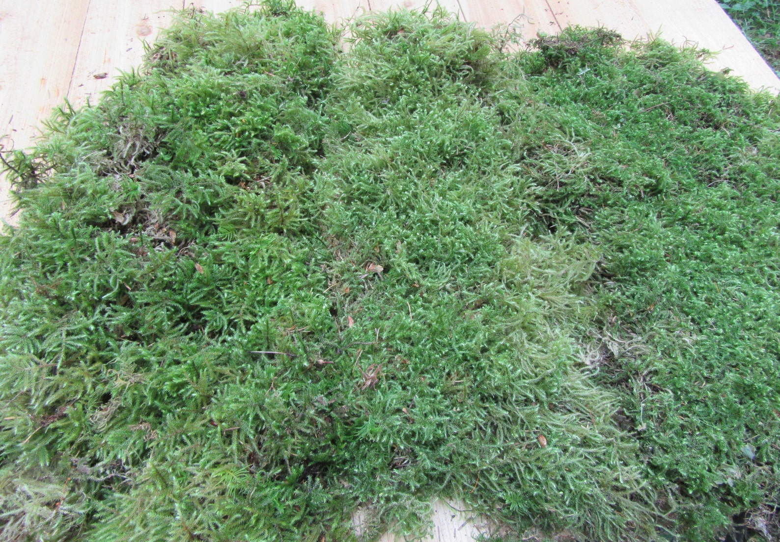 Moss Dry Sheet Moss or Dry Shag Moss Beautiful Green Moss. - Etsy