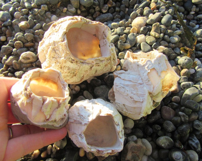 10 Barnacles Planter Without Plants Shell Natural Coral Sea - Etsy