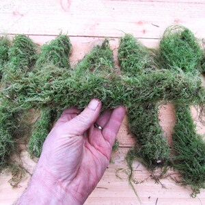 Moss Branches 5 Pieces Live Moss Sticks Live Moss Twigs Moss Covered ...