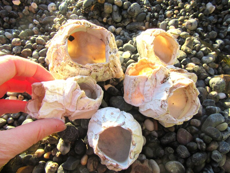 5 Double Barnacles Planter Without Plants Shell natural | Etsy