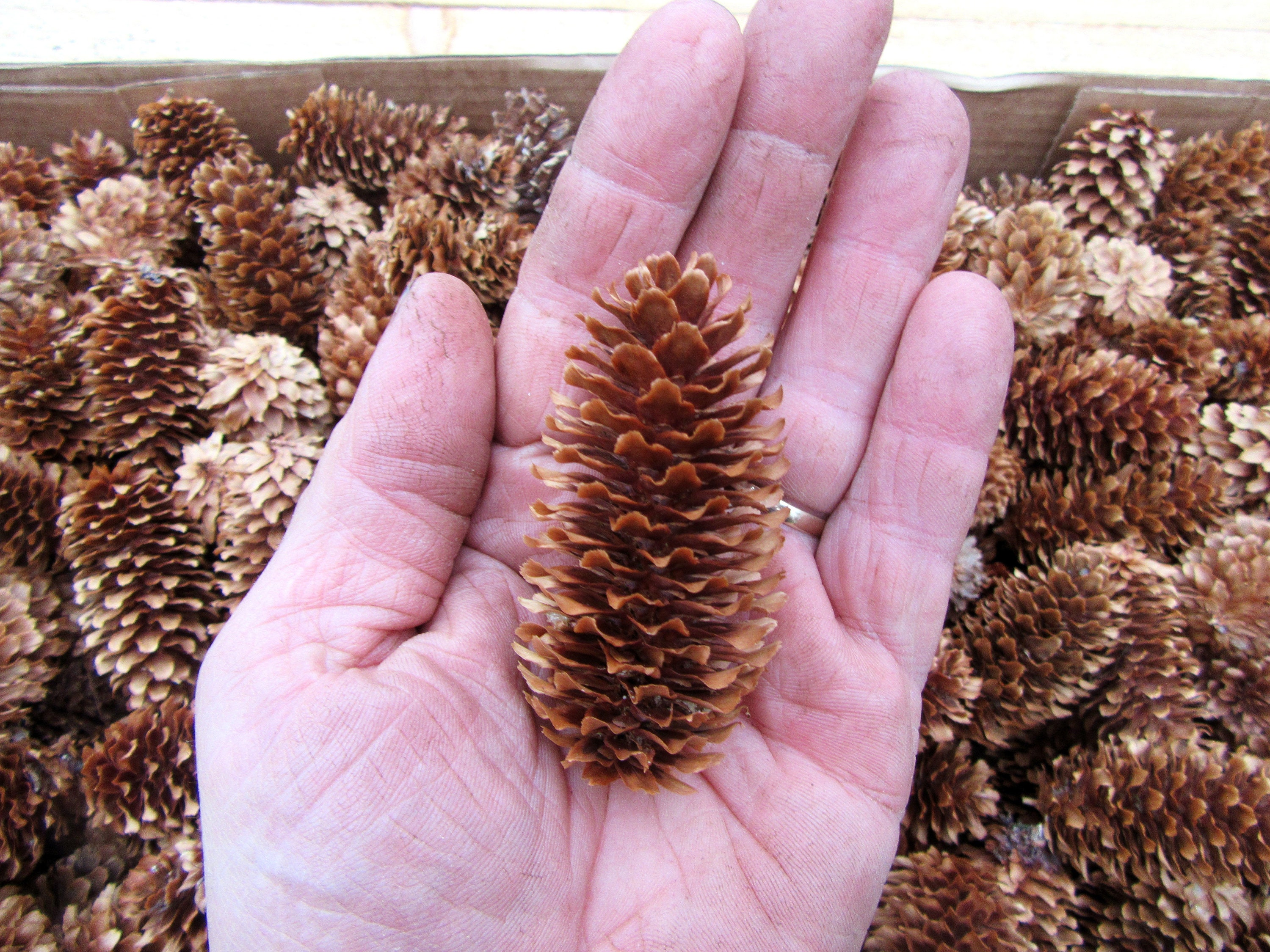 Spruce Cones 50 Pieces - Etsy