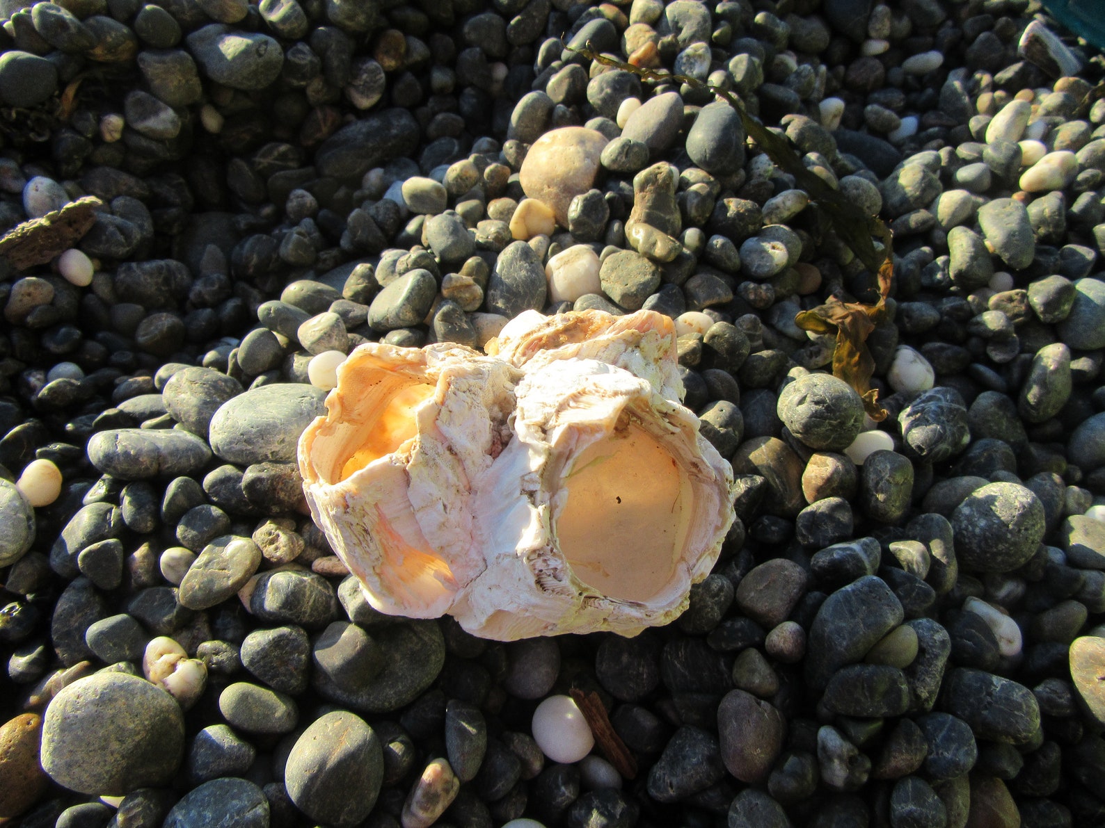 5 Double Barnacles Planter Without Plants Shell Natural - Etsy