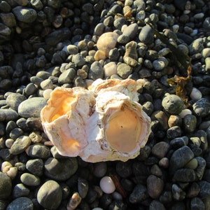5 Double Barnacles, Planter Without Plants Shell, Natural Coral ...