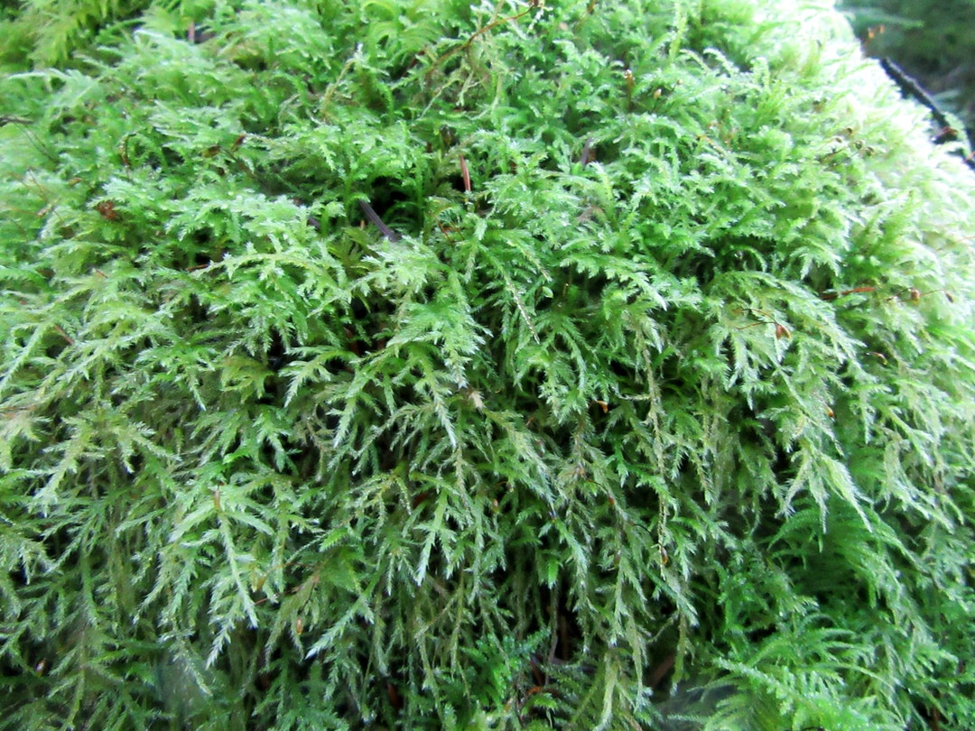 Moss Tree 1 Gallon Bag, Live Moss, Beautiful Green Fresh Tree, Sheet ...