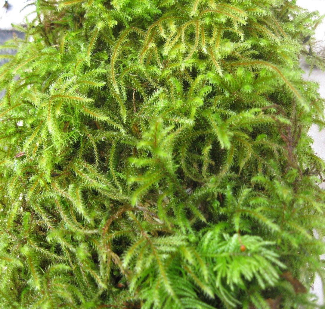Moss Dry 1 Gallon Bag or 1 Sq Ft Sheet Moss or Dry Shag Moss, Beautiful ...