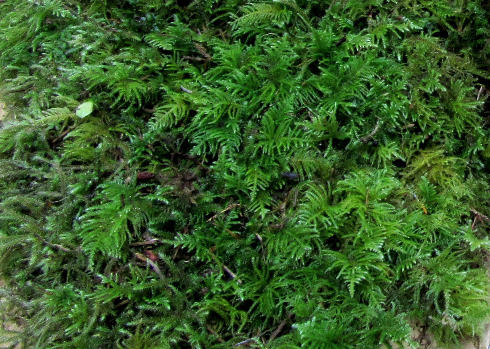 Moss Feather 1-quart Bag Live Moss, Fresh Moss Beautiful Green Fresh ...