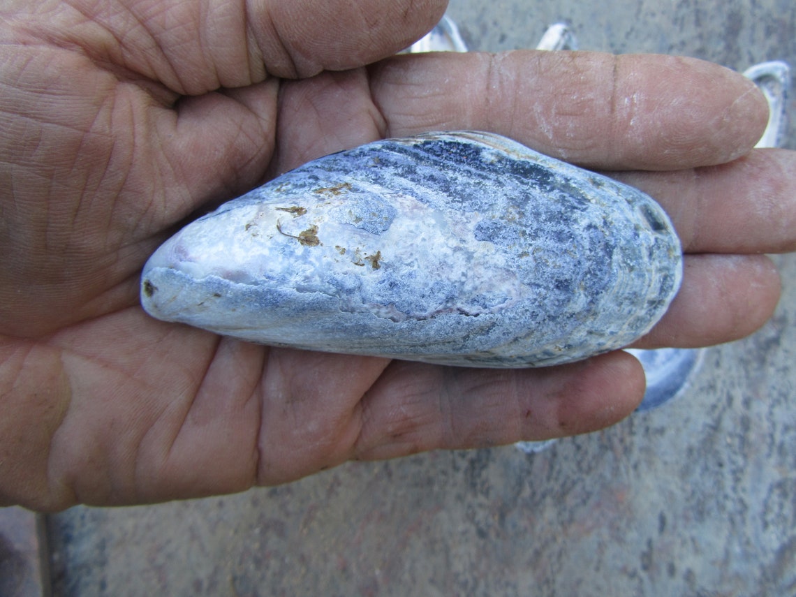 10 Single Mussel Shells 4 to 6 inches long seashell sea | Etsy