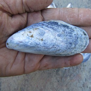 10 Single Mussel Shells 4 to 6 Inches Long, Seashell, Sea Urchin, Sea ...