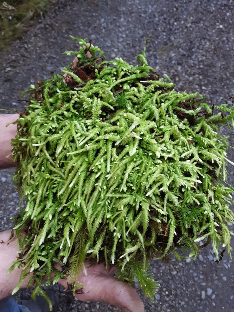 Cedar Moss 1 Gallon Bag Live Moss Sheet Moss Live Cedar - Etsy