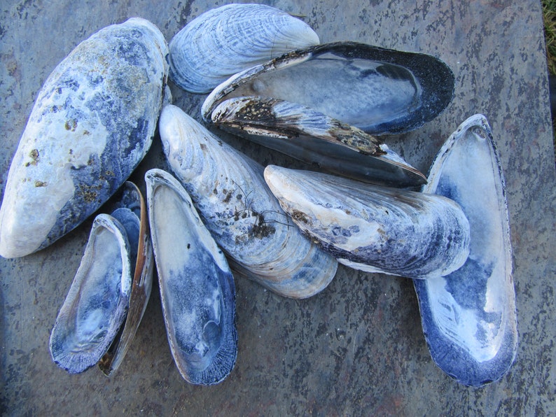 10 Single Mussel Shells 4 to 6 inches long seashell sea | Etsy