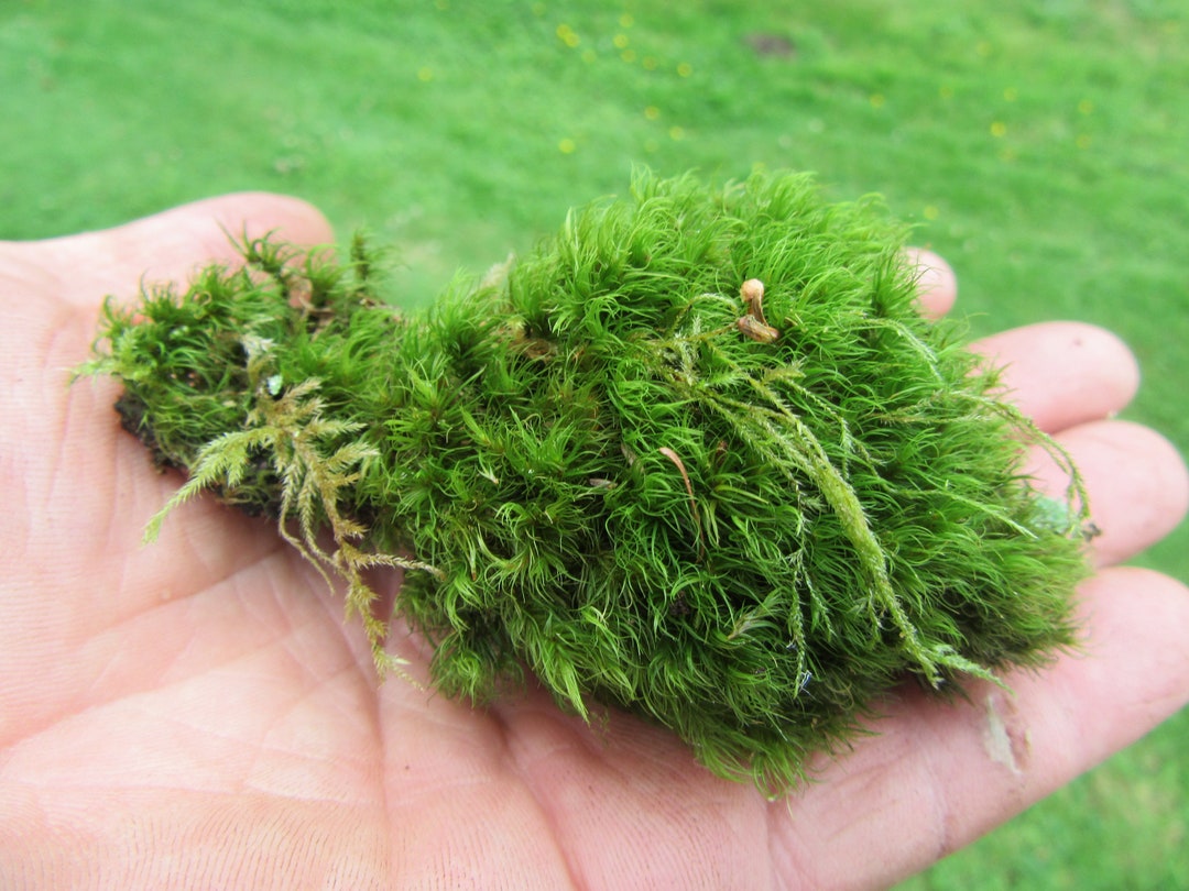 Asst. Smaller Mosses, 1 Quart-bag of Live Bun Moss, Immature Mood Moss ...