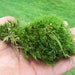 Moss Tree 1 Gallon Bag, Live Moss, Beautiful Green Fresh Tree, Sheet ...