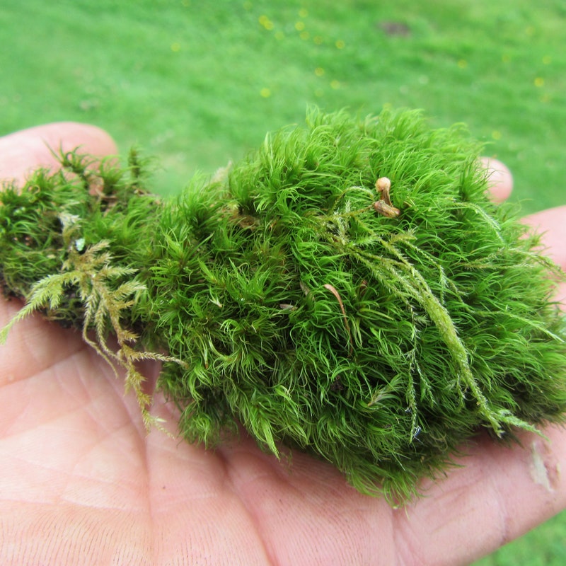 Moss Balls - Etsy