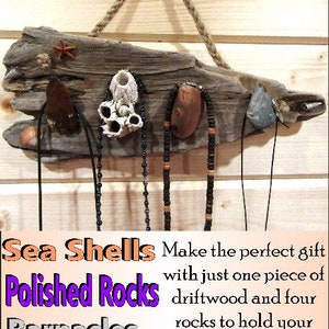 10 Small Single Barnacles 10 in a Lot, These Are All One-of-a-kind ...