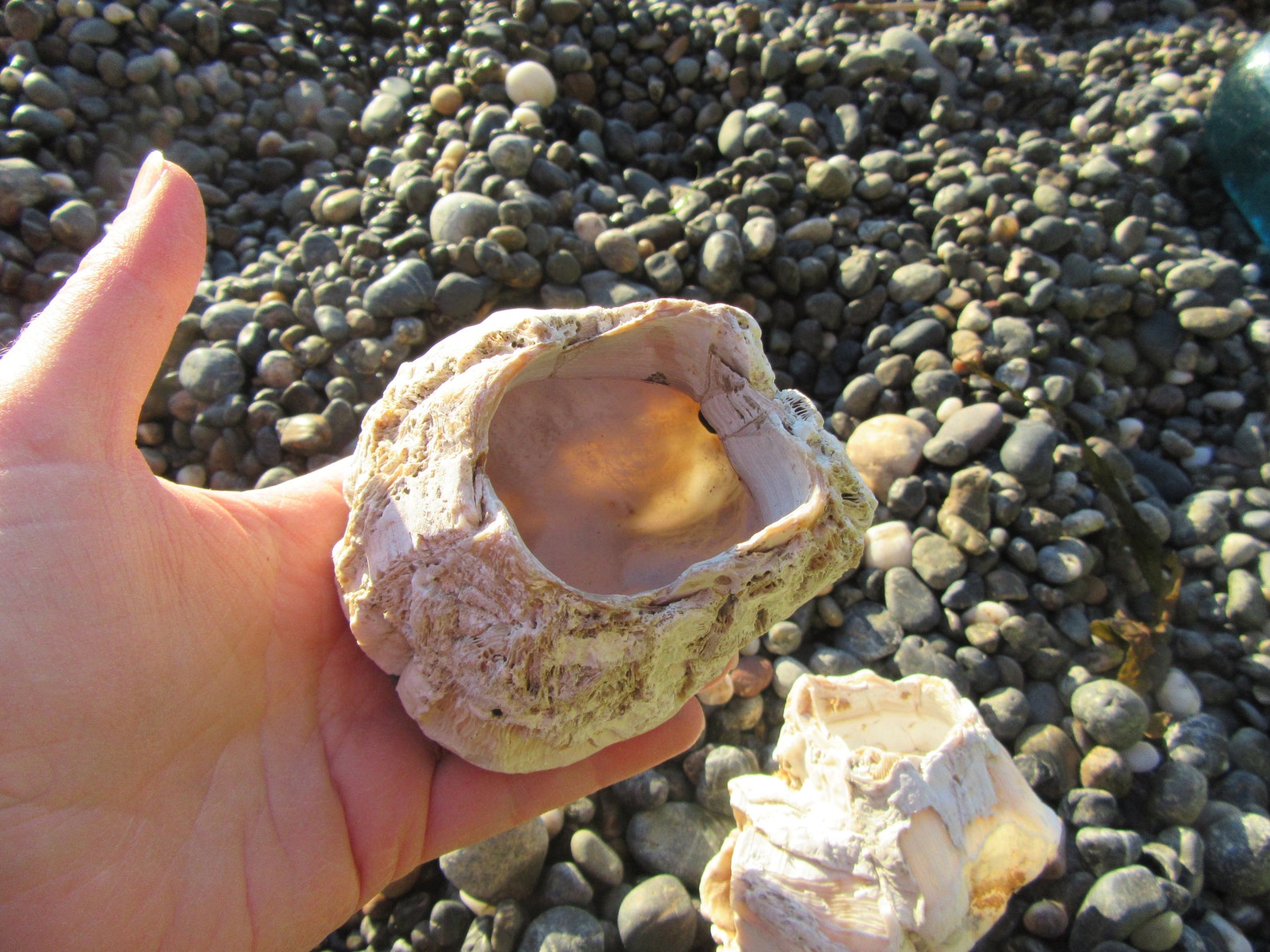 5 Barnacles Planter Without Plants Shell Natural Coral Sea - Etsy
