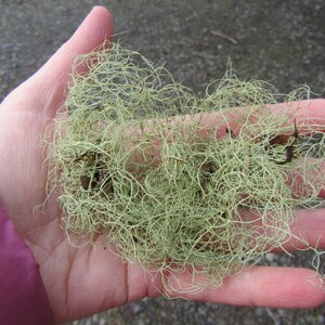 Old Man's Beard 1-gallon Bag of Old Man's Beard Lichen, Usnea, Shipped ...