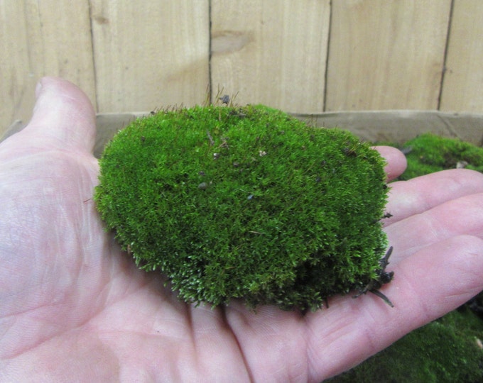 Dusk Moss Mix - Etsy