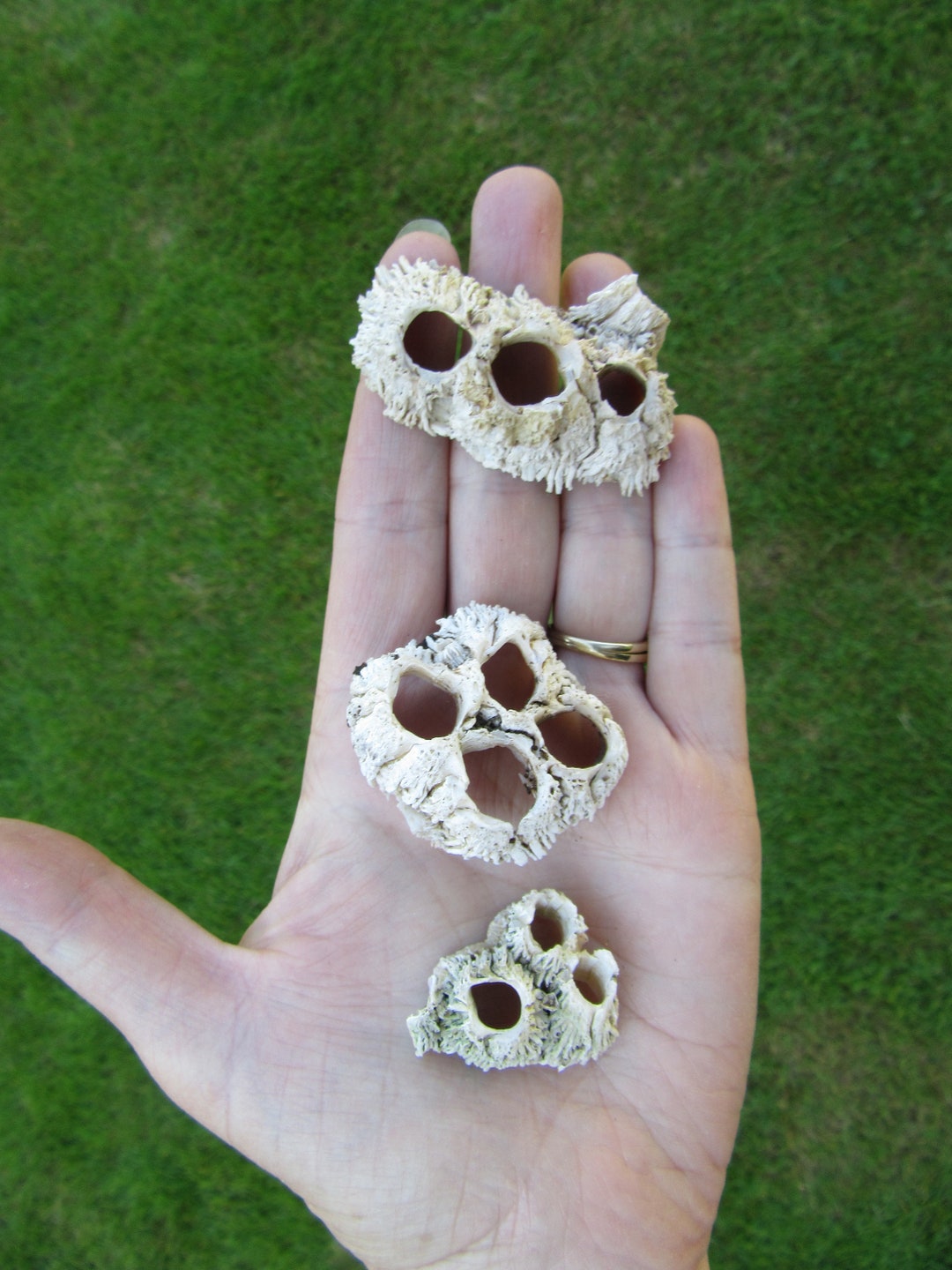 3 Barnacle Shell Clusters. These Are One of a Kind Natural Coral ...