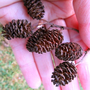 Alder Cone- 50 Pieces Mini Pinecones - Etsy