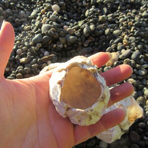 10 Barnacles, Planter Without Plants Shell, Natural Coral, Sea Shell ...