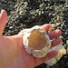 10 Barnacles, Planter Without Plants Shell, Natural Coral, Sea Shell ...
