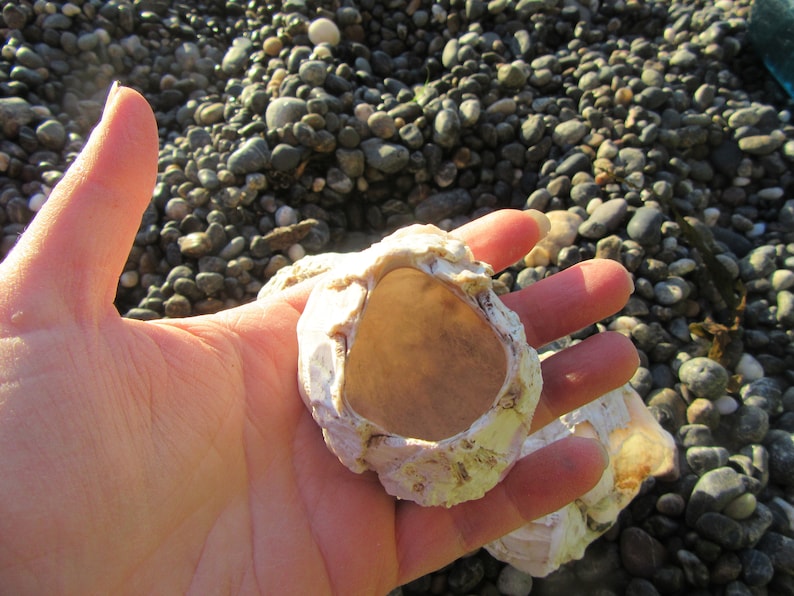 5 Barnacles Planter Without Plants Shell natural coral sea | Etsy