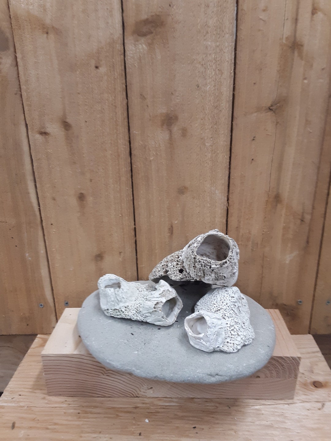 3 Barnacles With Scallop Shell Bottom. (similar to Ones in Picture) Air ...